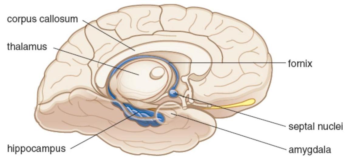 anterior cingulate cortex mcat